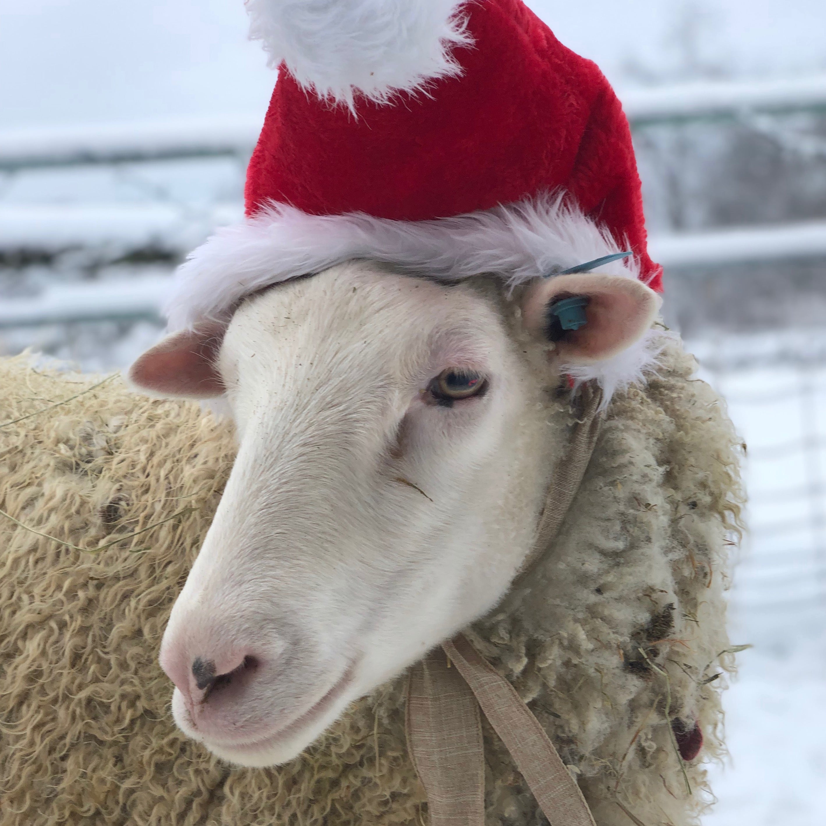 Sheep Stroll | The Hickories