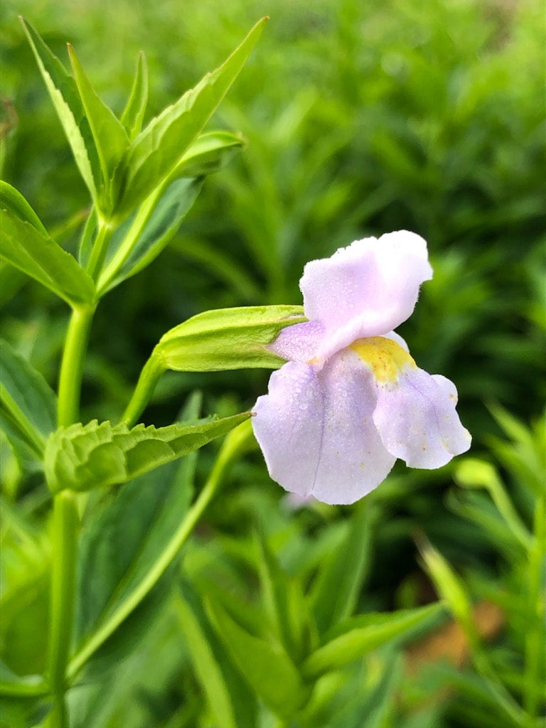 Mimulus ringens - monkey flower | Northeast Seed Collective