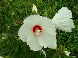 swamp rose mallow - wholesale | Northeast Seed Collective