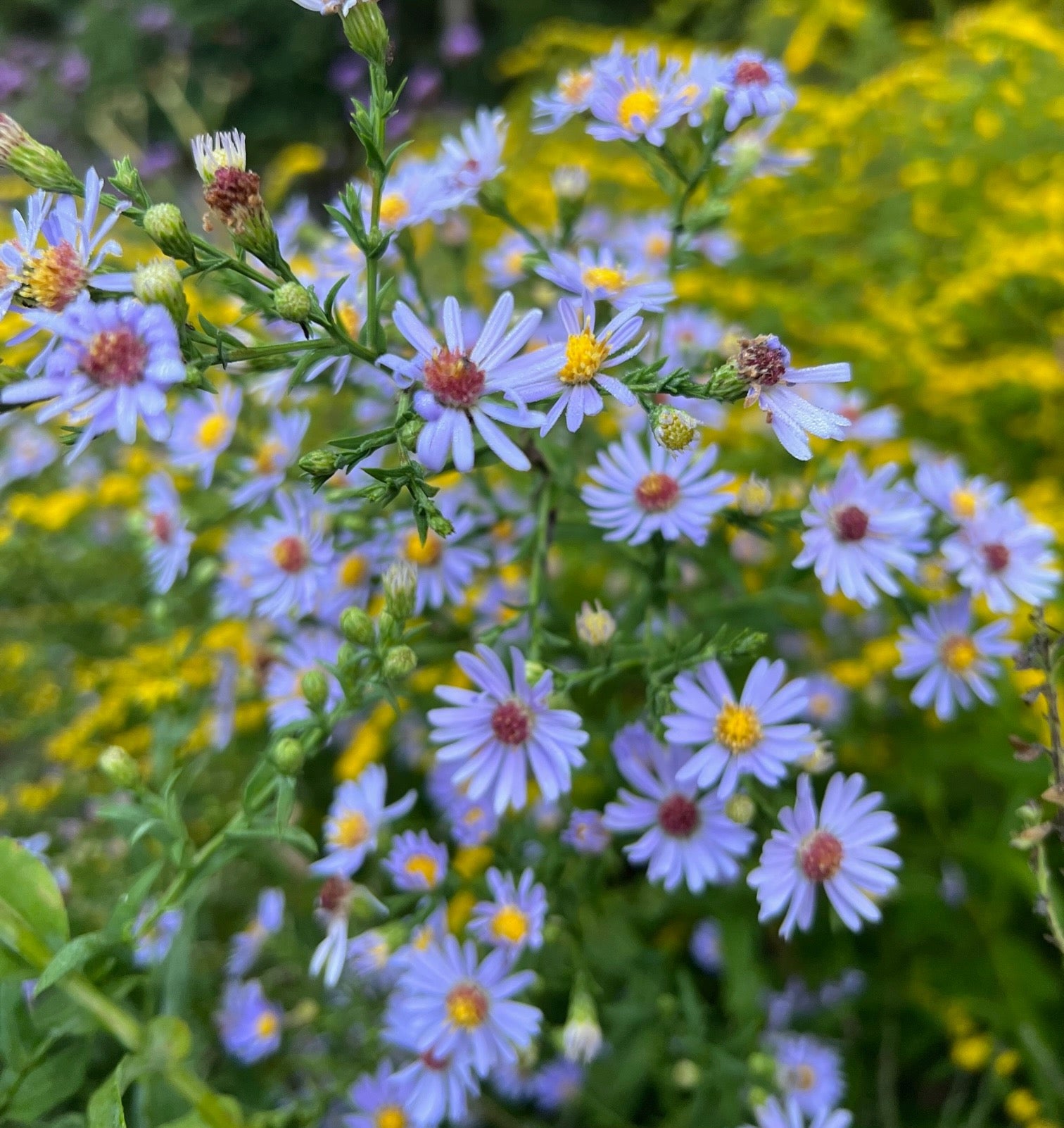 smooth blue aster