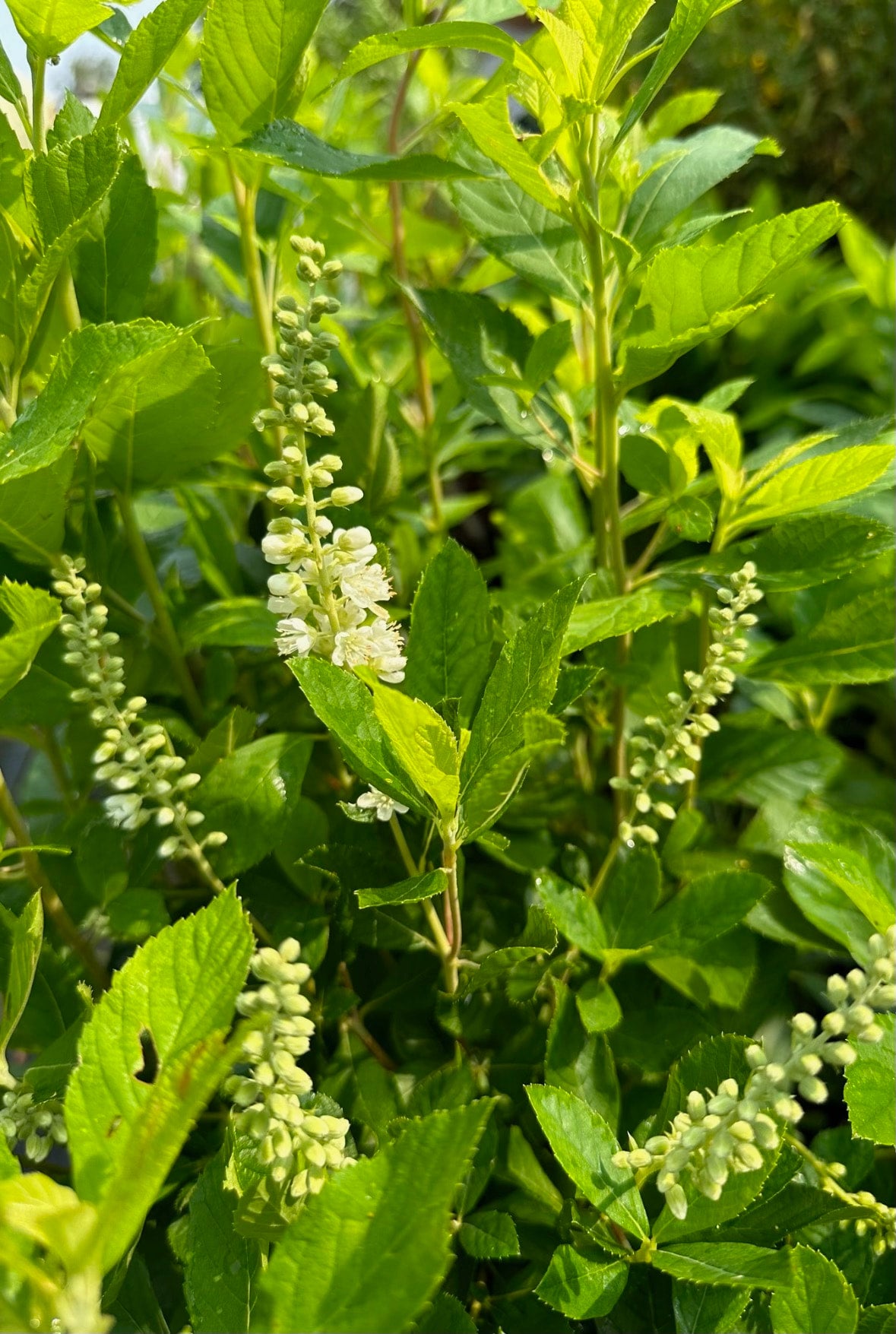 summersweet | Northeast Seed Collective