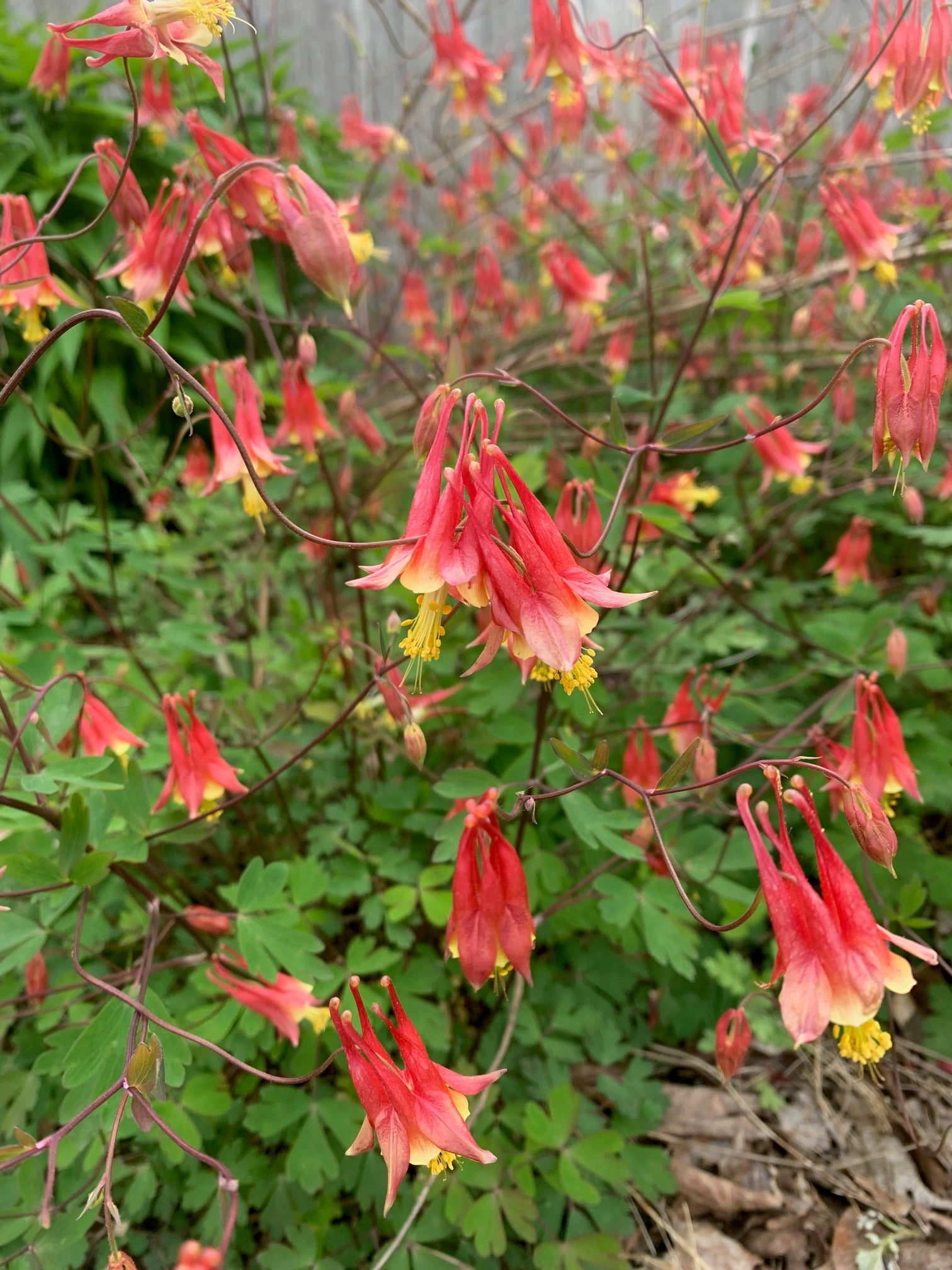 Red Columbine Plant