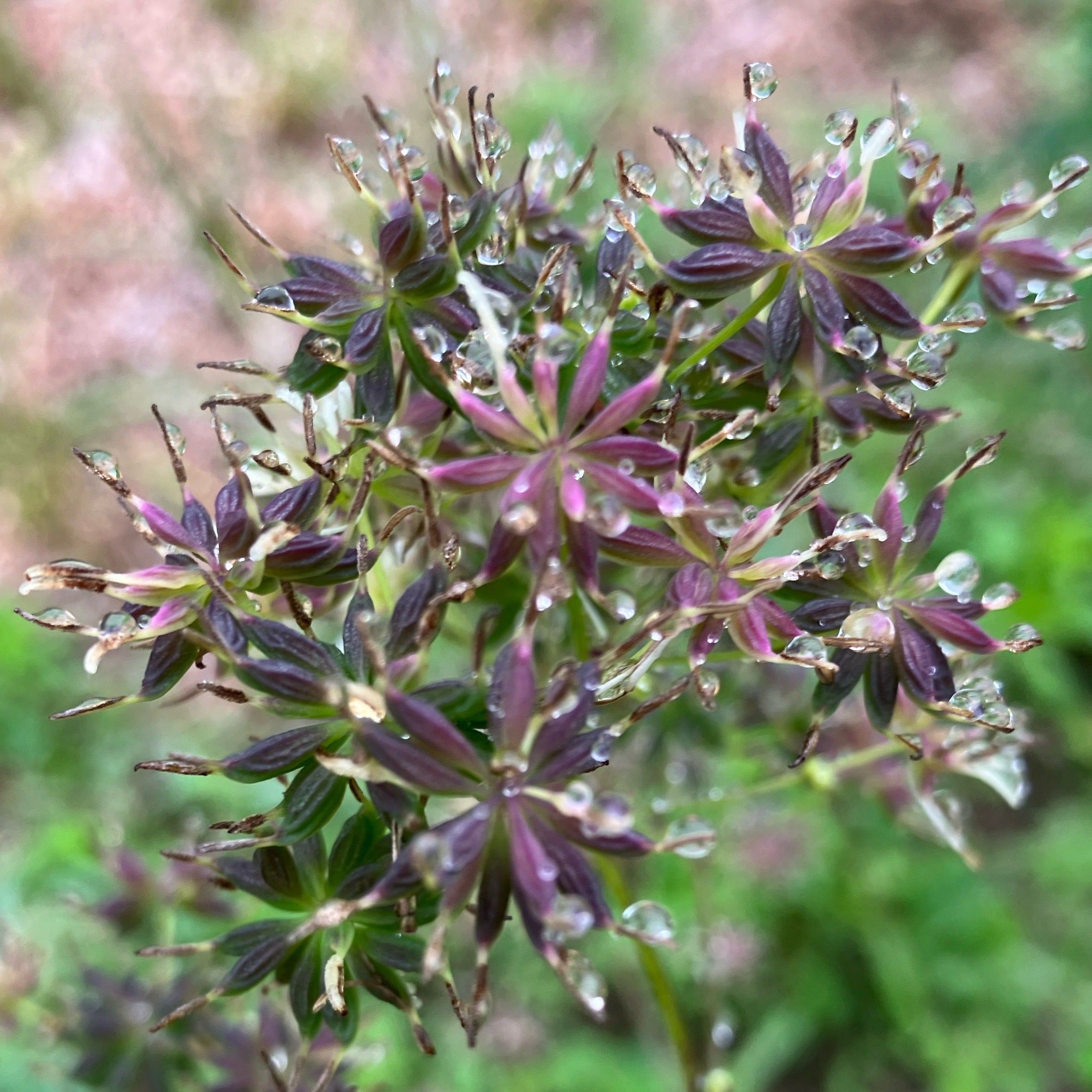 tall meadow rue | Northeast Seed Collective