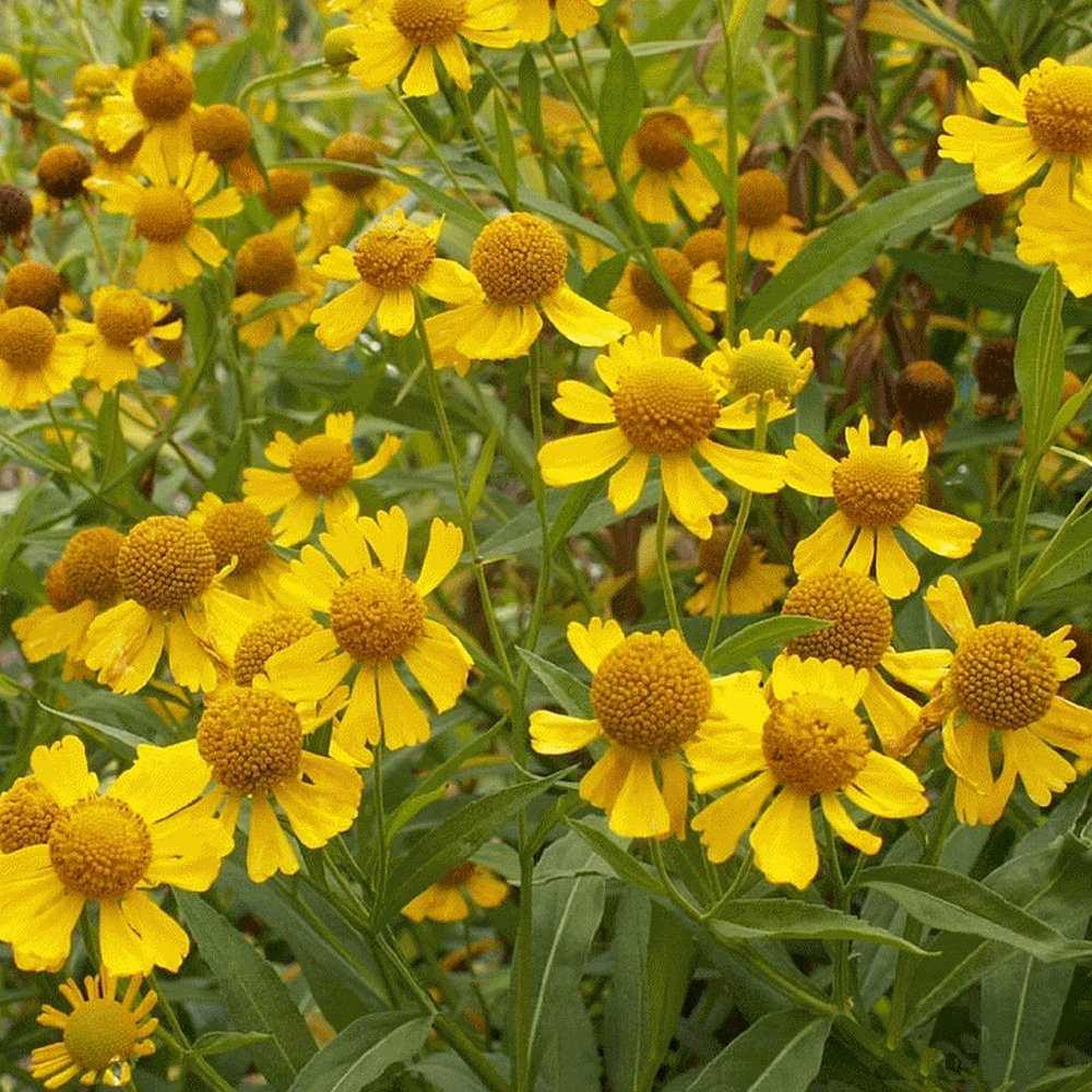 fall sneezeweed (coming soon) | Northeast Seed Collective