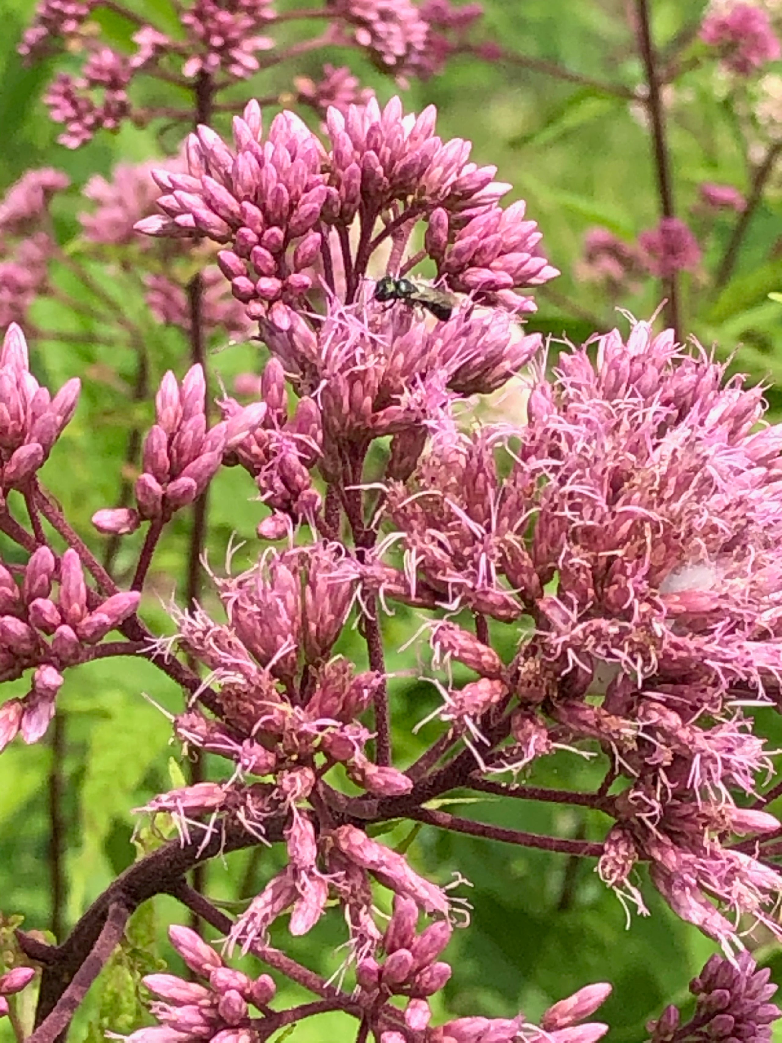 Costal Joe Pye weed - seedlings | Northeast Seed Collective